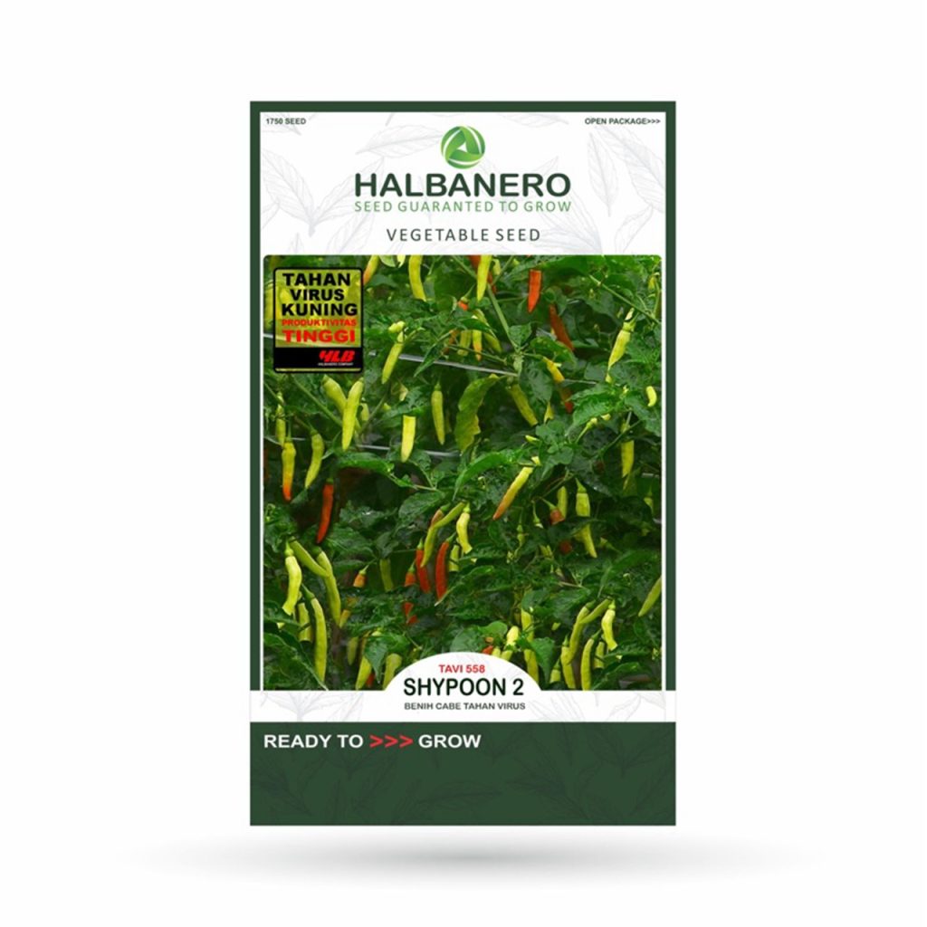 5 Rekomendasi Bibit Cabe Rawit Unggul, Berkualitas dan Cepat Panen!