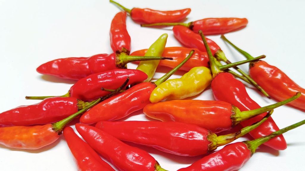 5 Rekomendasi Bibit Cabe Rawit Unggul, Berkualitas dan Cepat Panen!