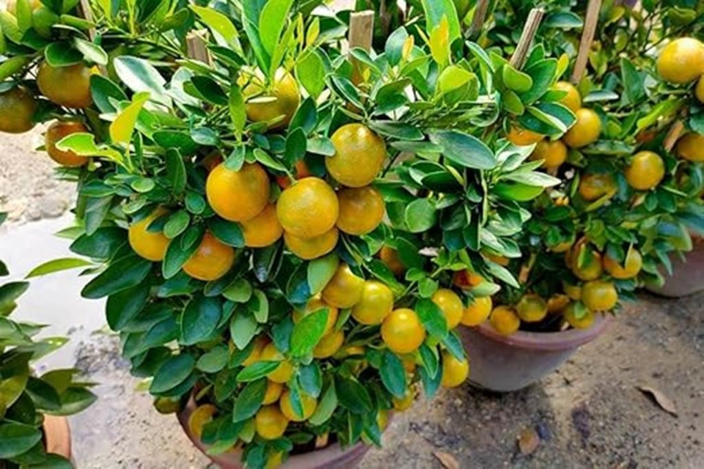 Ukuran Pot untuk Tabulampot yang Ideal sesuai Buah yang Ditanam