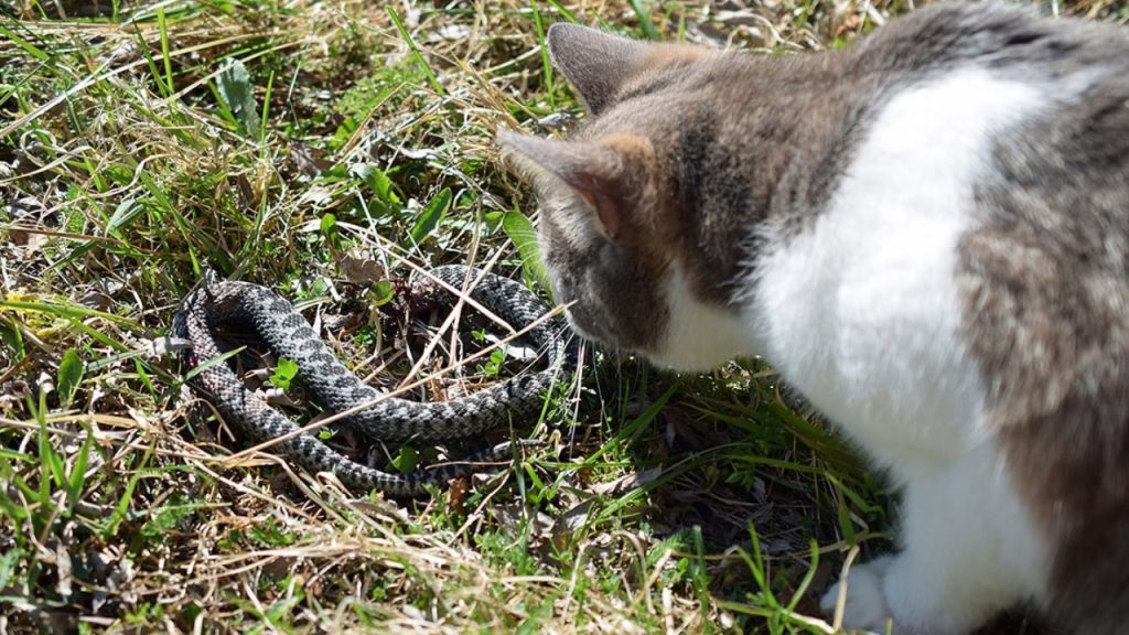 4 Suara yang Ditakuti Ular agar Pergi Menjauh dari Rumah