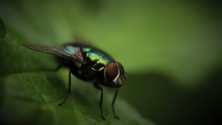 Lalat Besar Masuk Rumah Pertanda Apa? Waspada!