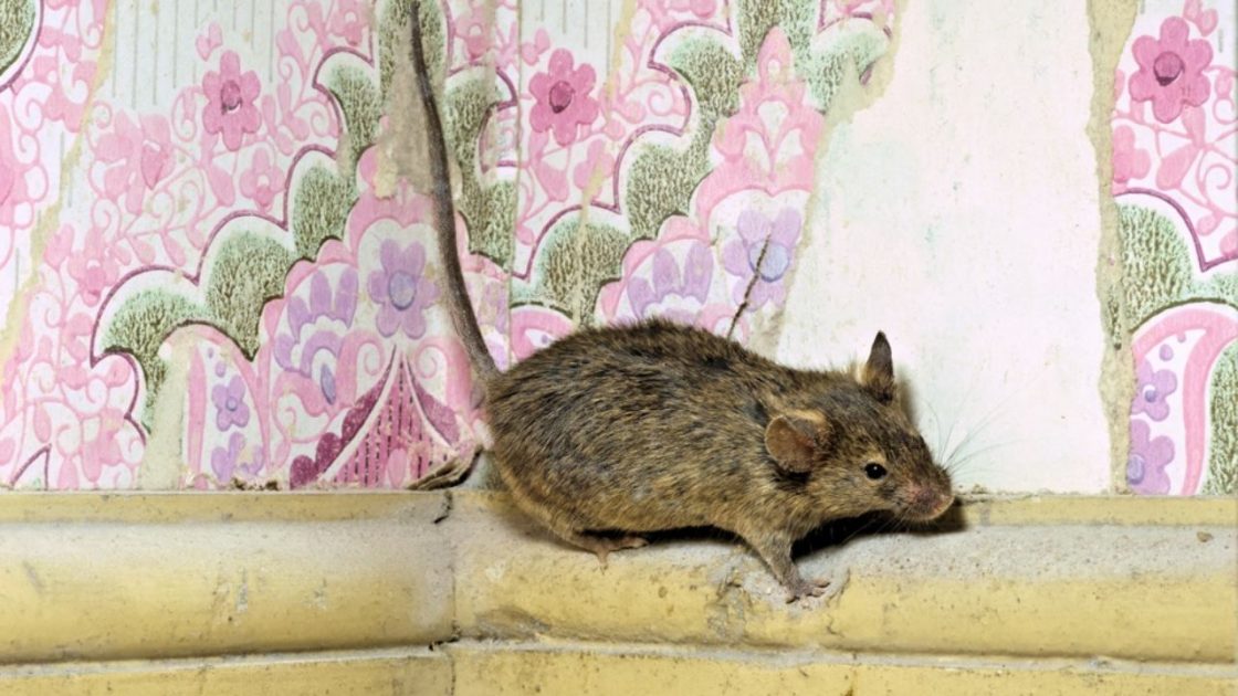 6 Cara Agar Tikus Tidak Masuk Rumah