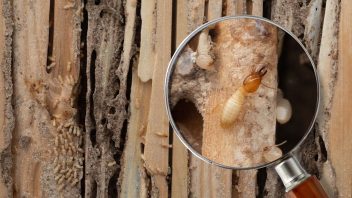 5 Cara agar Kayu Tidak Dimakan Rayap dan Awet Lama